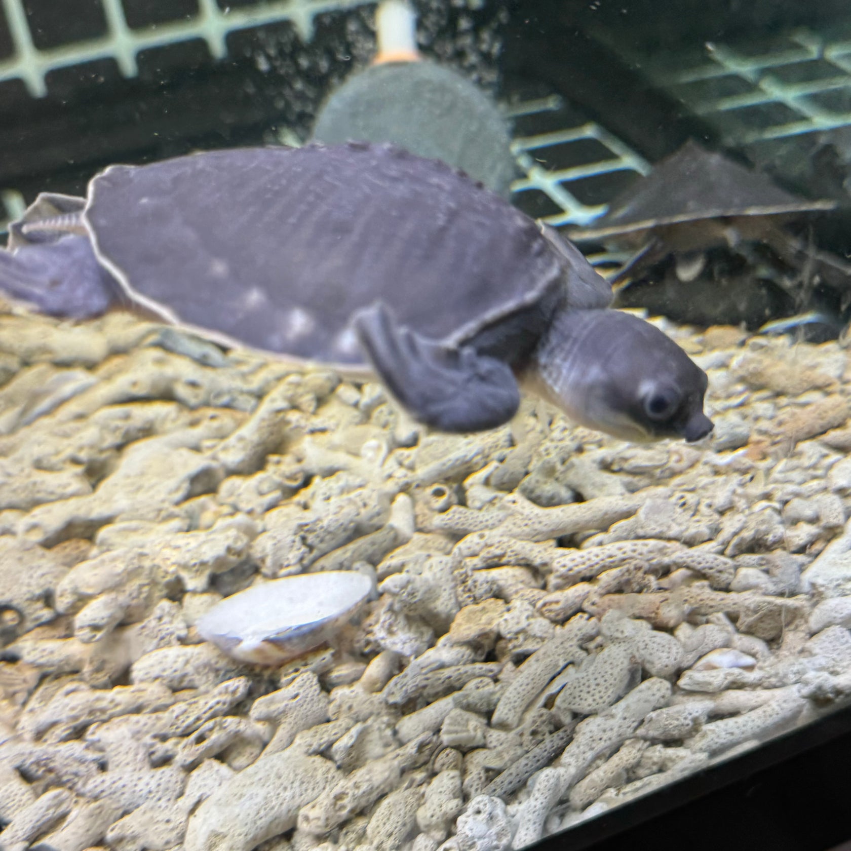 Fly River Turtle 5 inch – South River Aquarium