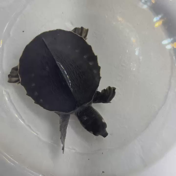Fly River Turtle 5 inch – South River Aquarium