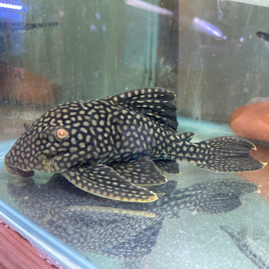 Pleco – South River Aquarium