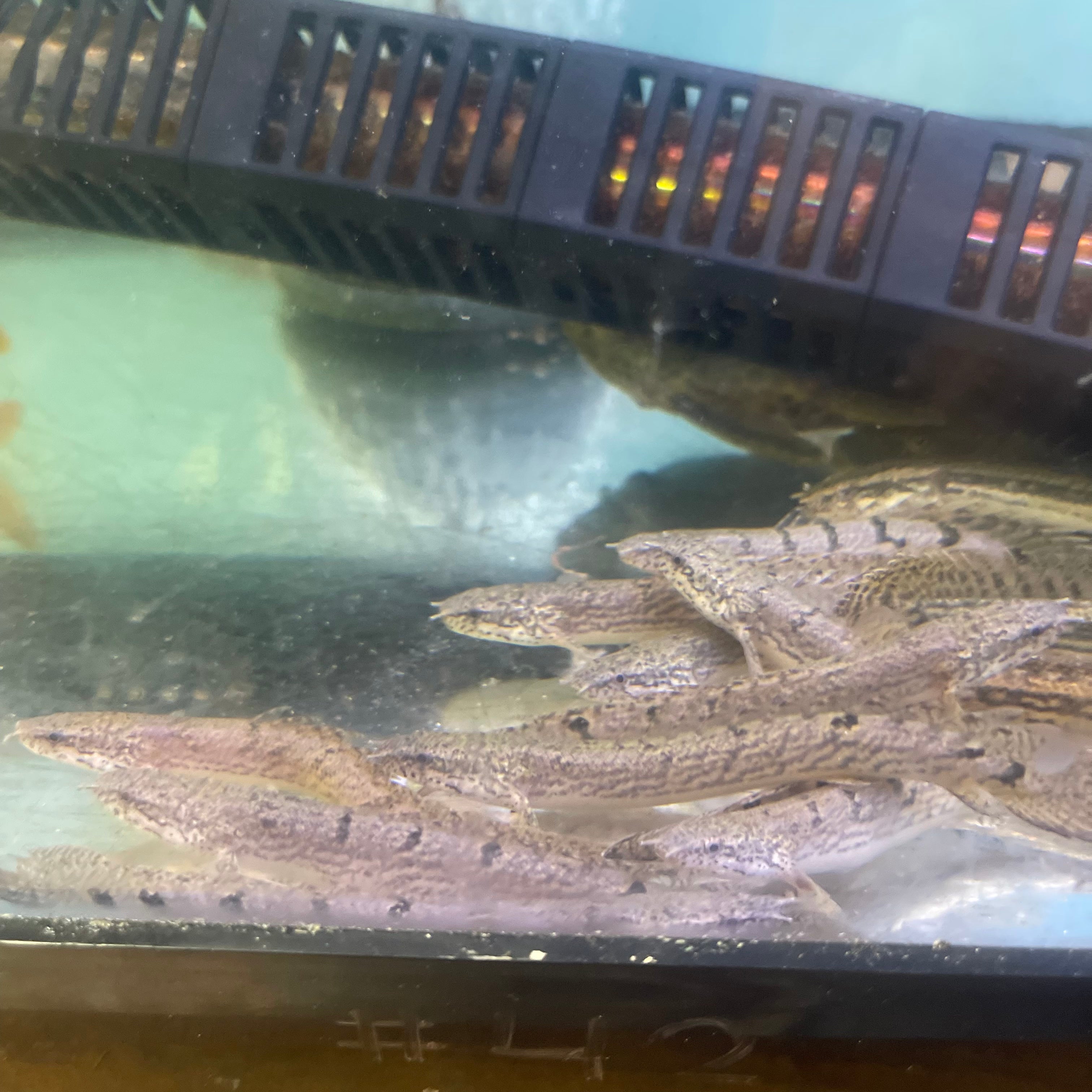 Delhezi Bichir 3 inch (Polypterus delhezi) – South River Aquarium