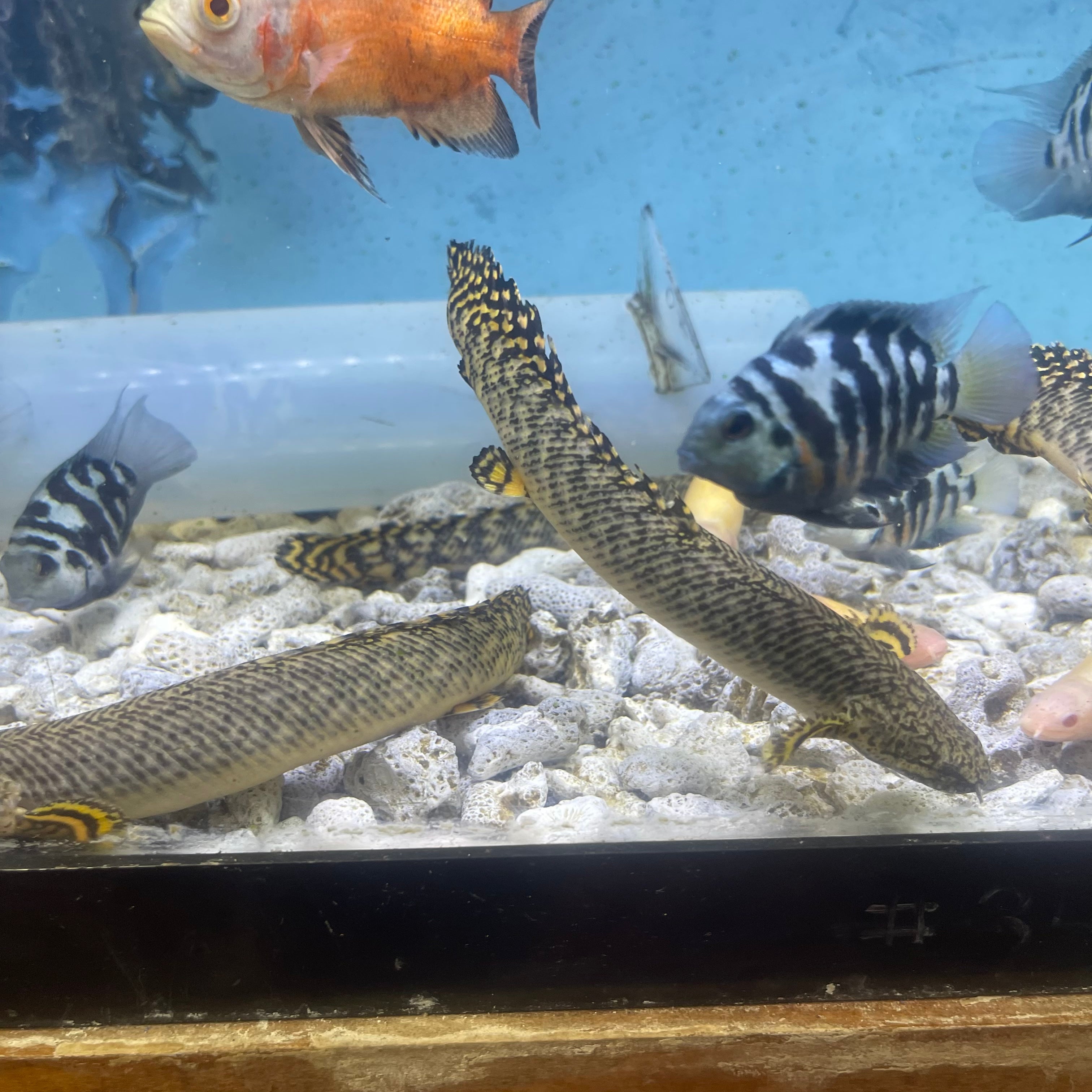 Polypterus ornatapinnis Ornate Bichir 6 inch – South River Aquarium