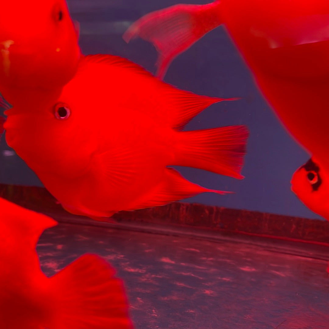 Red Ingot Parrot 5 inch – South River Aquarium